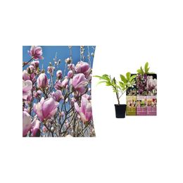 GARDENZO 3er-Set: Magnolien in Bunt | Gr.: onesize