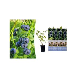 GARDENZO 4er-Set: Blaubeere in Blau | Gr.: onesize