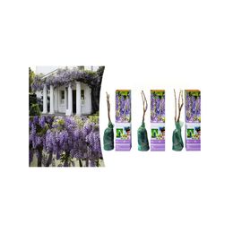GARDENZO 3er-Set: Blaue Regenpflanzen in Lila | Gr.: onesize