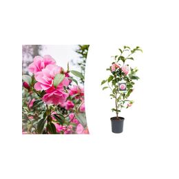 GARDENZO Kamelienstrauch "Japanische Rose" in Rosa | Gr.: onesize