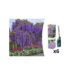 GARDENZO 6er-Set: Blaue Regenpflanzen in Lila | Gr.: onesize