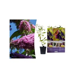 GARDENZO 3er-Set: Schmetterlingspflanzen in Lila | Gr.: onesize