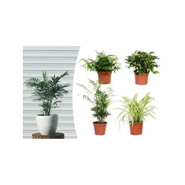 GARDENZO 4er-Set: Wartungsarme Zimmerpflanzen | Gr.: onesize