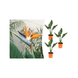 GARDENZO 6er-Set: Strelitzia reginae Paradiesvogel | Gr.: onesize