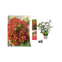 GARDENZO 6er-Set: Photinia fras. 'Red Robin' Glanz Mispel in Bunt | Gr.: onesize