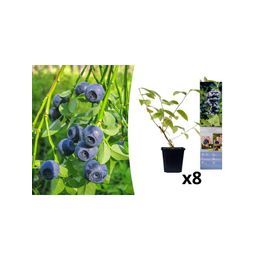 GARDENZO 8er-Set: Blaubeere in Blau | Gr.: onesize