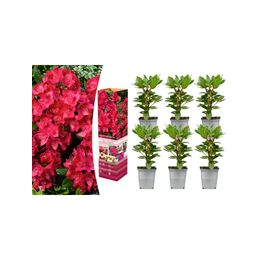 GARDENZO 6er-Set: Rhododendron Nova Zembla in Rot | Gr.: onesize