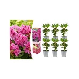 GARDENZO 6er-Set: Rhododendron Cosmopolitan in Rosa | Gr.: onesize