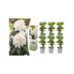 GARDENZO 6er-Set: Rhododendron 'Cunningham's White' in Weiß | Gr.: onesize