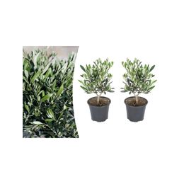 GARDENZO 2-er: Set Olivenbaumstrauch | Gr.: onesize