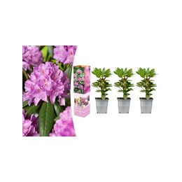 GARDENZO 3er-Set: Rhododendron Roseum Elegans in Rosa | Gr.: onesize