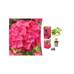 GARDENZO 6er-Set: Hortensie (Hydrangea macrophylla) in Rot | Gr.: onesize