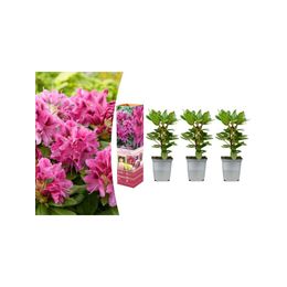 GARDENZO 3er-Set: Rhododendron Cosmopolitan in Rosa | Gr.: onesize