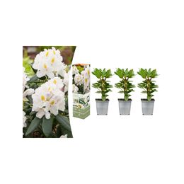 GARDENZO 3er-Set: Rhododendron 'Cunningham's White' in Weiß | Gr.: onesize