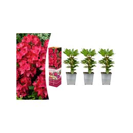 GARDENZO 3er-Set: Rhododendron Nova Zembla in Rot | Gr.: onesize