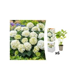 GARDENZO 6er-Set: Hortensie (Hydrangea macrophylla) in Weiß | Gr.: onesize