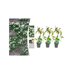 GARDENZO 3er-Set: Pflanzen Clematis montana Wilsonii in Weiß | Gr.: onesize