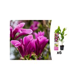 GARDENZO 6er-Set: Magnolien Susan in Rosa | Gr.: onesize