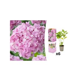 GARDENZO 6er-Set: Hortensie (Hydrangea macrophylla) in Rosa | Gr.: onesize