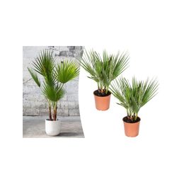 GARDENZO 2er-Set: Washingtonia robusta Mittel | Gr.: onesize