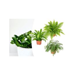 GARDENZO 3er-Set: Farn Zimmerpflanzen Set | Gr.: onesize