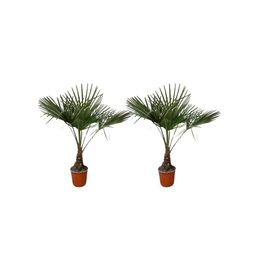 GARDENZO 2er-Set: Trachycarpus fortunei Groß | Gr.: onesize