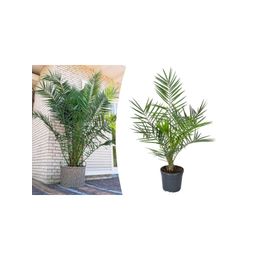 GARDENZO Phoenix canariensis Groß | Gr.: onesize