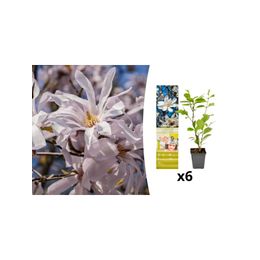 GARDENZO 6er-Set: Magnolien Stellata in Weiß | Gr.: onesize