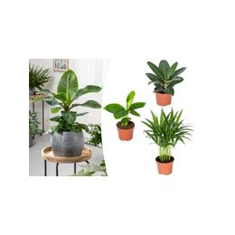 GARDENZO 3er-Set: Orientalische Zimmerpflanzen Set | Gr.: onesize