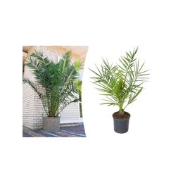 GARDENZO Phoenix canariensis Mittel | Gr.: onesize