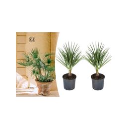 GARDENZO 2er-Set: Chamaerops humilis Mittel | Gr.: onesize