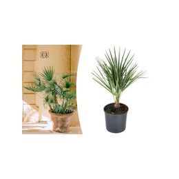 GARDENZO Chamaerops humilis Mittel | Gr.: onesize
