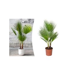 GARDENZO Washingtonia robusta Groß | Gr.: onesize