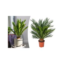GARDENZO Cycas Revoluta Groß | Gr.: onesize