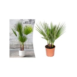 GARDENZO Washingtonia robusta Mittel | Gr.: onesize