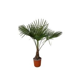 GARDENZO Trachycarpus fortunei Groß | Gr.: onesize
