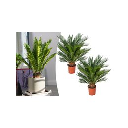 GARDENZO 2er-Set: Cycas Revoluta Groß | Gr.: onesize