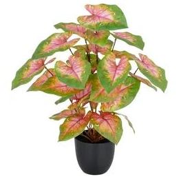 Kunstpflanze Creativ green "Caladium", grün (grün, rosa), H:40cm, Kunststoff, Kunstpflanzen, mit außergewöhnlicher Blattzeichnung
