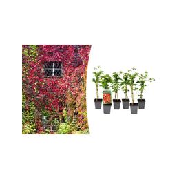 GARDENZO 6er-Set: Parthenocissus quinquefolia in Bunt | Gr.: onesize