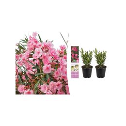 GARDENZO 2er-Set: Tropische Oleanderpflanzen in Rosa | Gr.: onesize