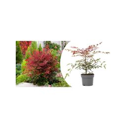 GARDENZO Nandina Domestica Obsessed in Bunt | Gr.: onesize