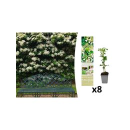 GARDENZO 8er-Set: Kletterhortensie in Weiß | Gr.: onesize