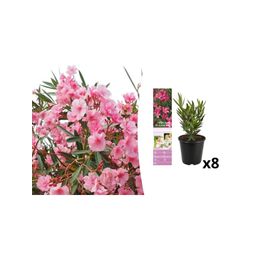 GARDENZO 8er-Set: Tropische Oleanderpflanzen in Rosa | Gr.: onesize