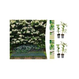 GARDENZO 4er-Set: Kletterhortensie in Weiß | Gr.: onesize