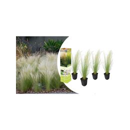 GARDENZO 4er-Set: Stipa Zwerg-Federgras | Gr.: onesize