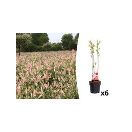 GARDENZO 6er-Set: Salixbusch Flamingopflanzen | Gr.: onesize