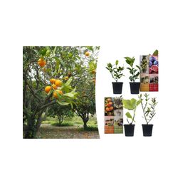 GARDENZO 4er-Set: Mediterrane Pflanzen in Bunt | Gr.: onesize