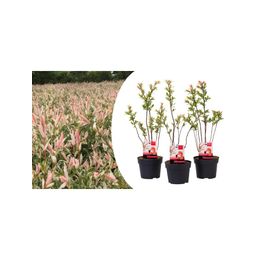 GARDENZO 3er-Set: Salix Buschpflanzen | Gr.: onesize