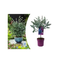 GARDENZO Eucalyptus gunnii Azura am Stamm | Gr.: onesize