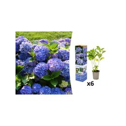 GARDENZO 6er-Set: Macrophylla Hortensien in Blau | Gr.: onesize